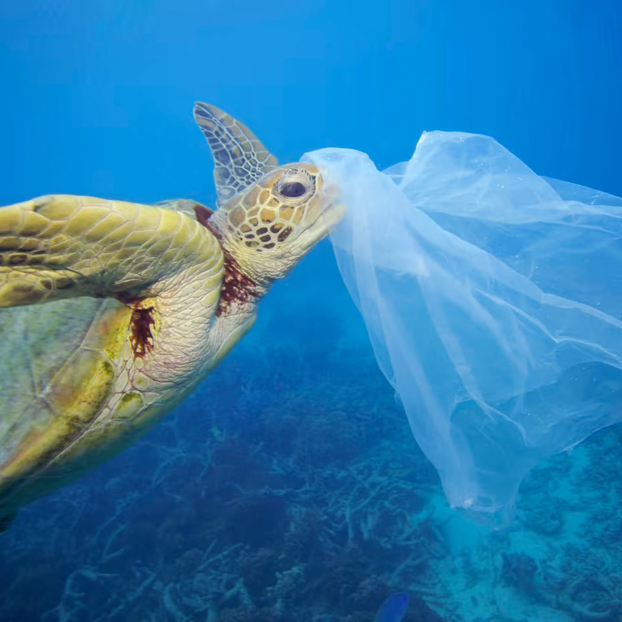 Virtual turtle adoption