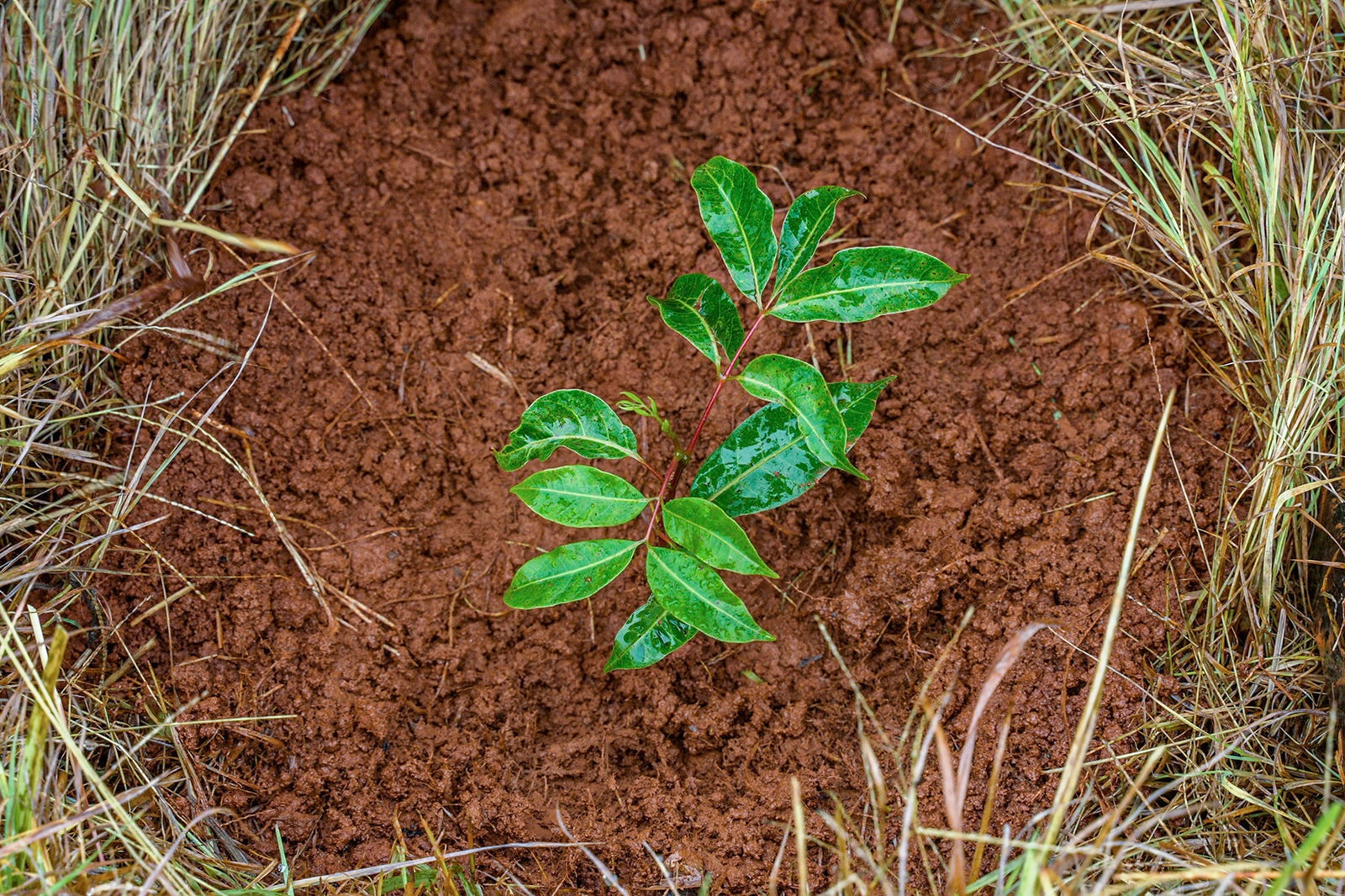 Virtual koala adoption
